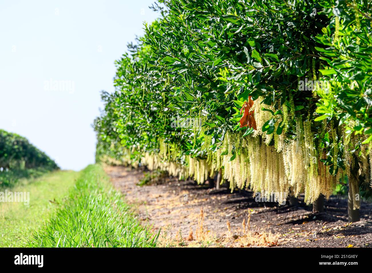 Macadamia nut tree trees farm orchard, Australian native bush food ...