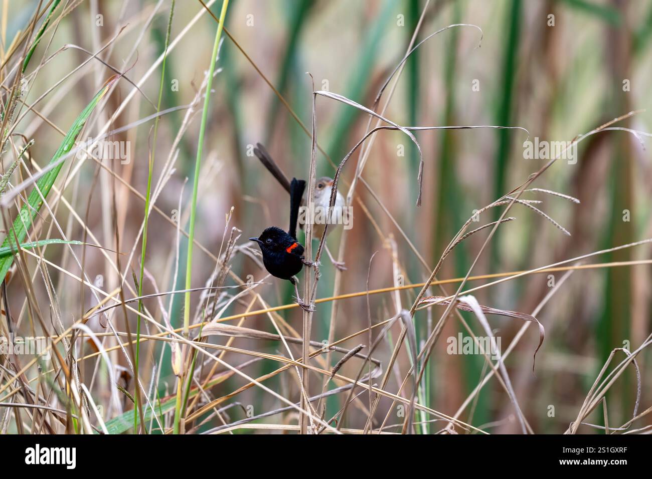 red-backed fairywren fairy wren bird, male and female pair, Malurus ...