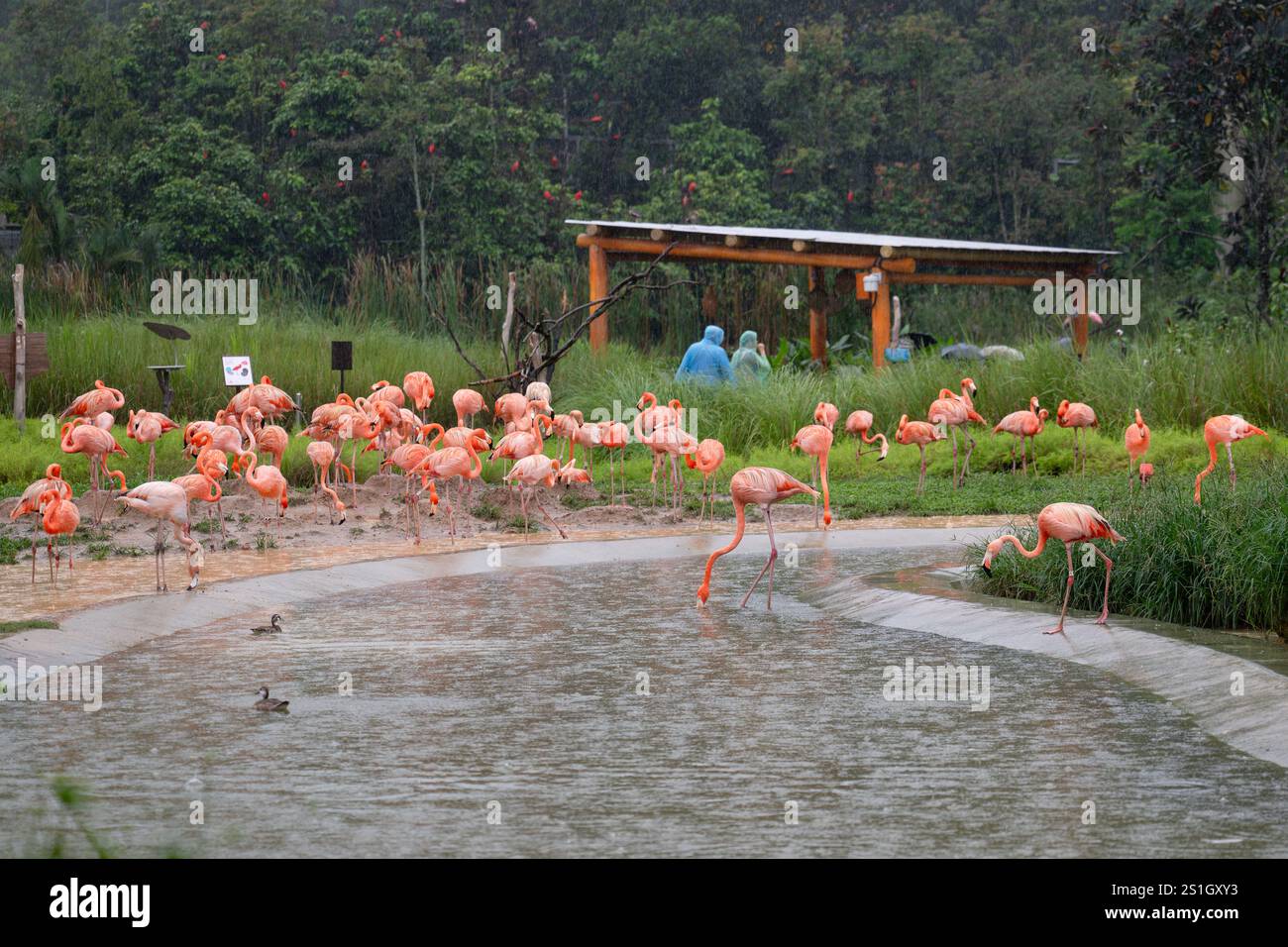 Pink flamingo flamingos birds, Mandai bird paradise sanctuary, rain ...
