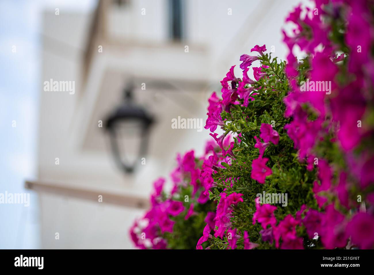 Purple geranium flower plan in bloom in a urban facade background Stock ...