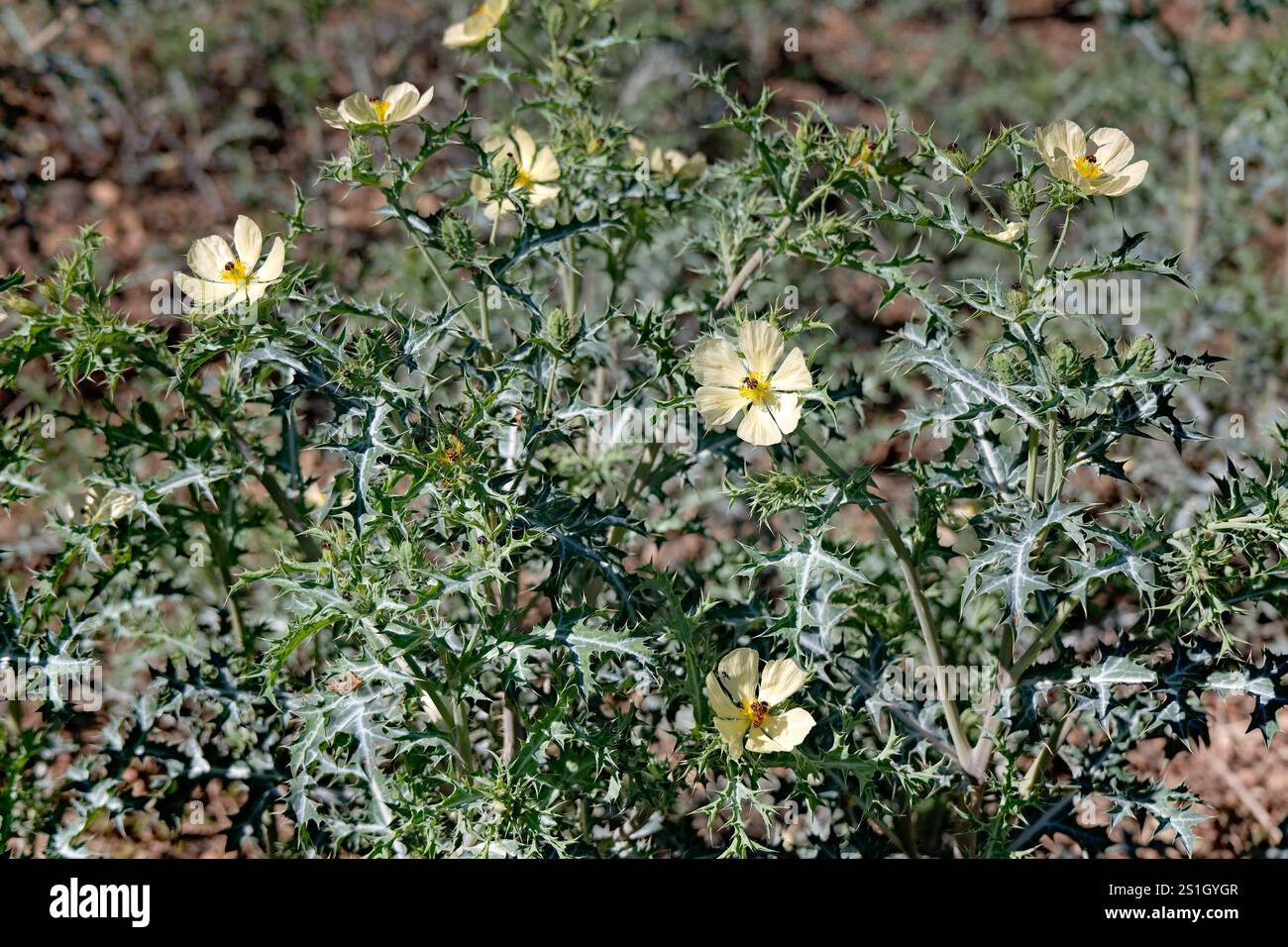 Mexican prickly poppy, flower plant bush, invasive weed, environmental ...