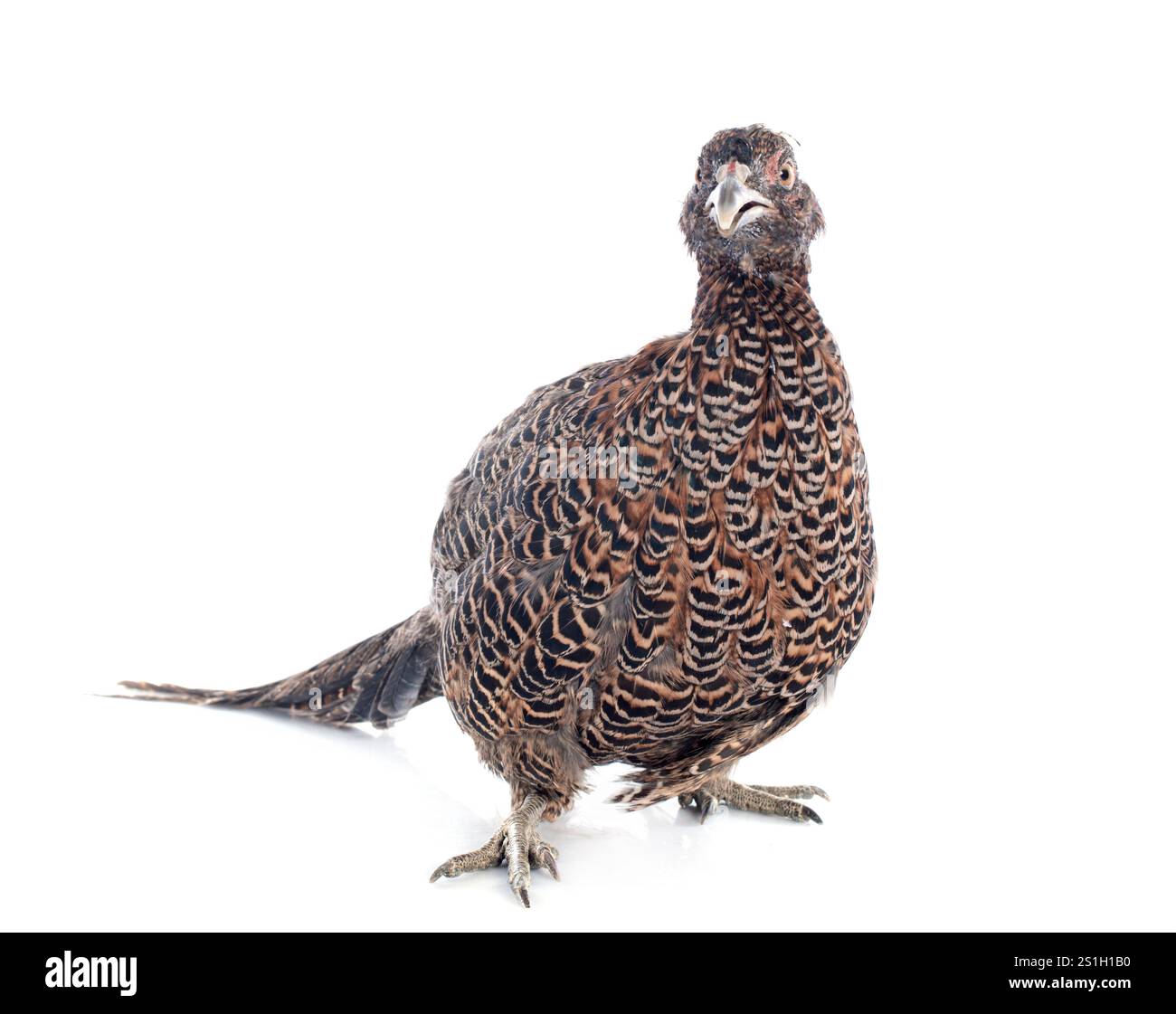 female European Common Pheasant, Phasianus colchicus, in front of white ...