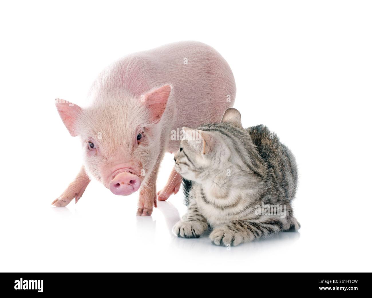 pink miniature pig and kitten in front of white background Stock Photo ...