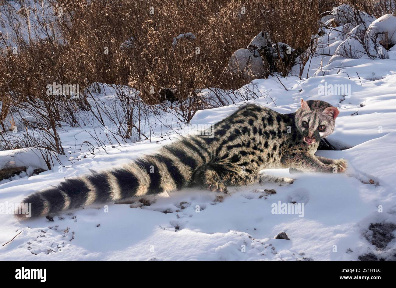 Common genet in front of nature background Stock Photo - Alamy