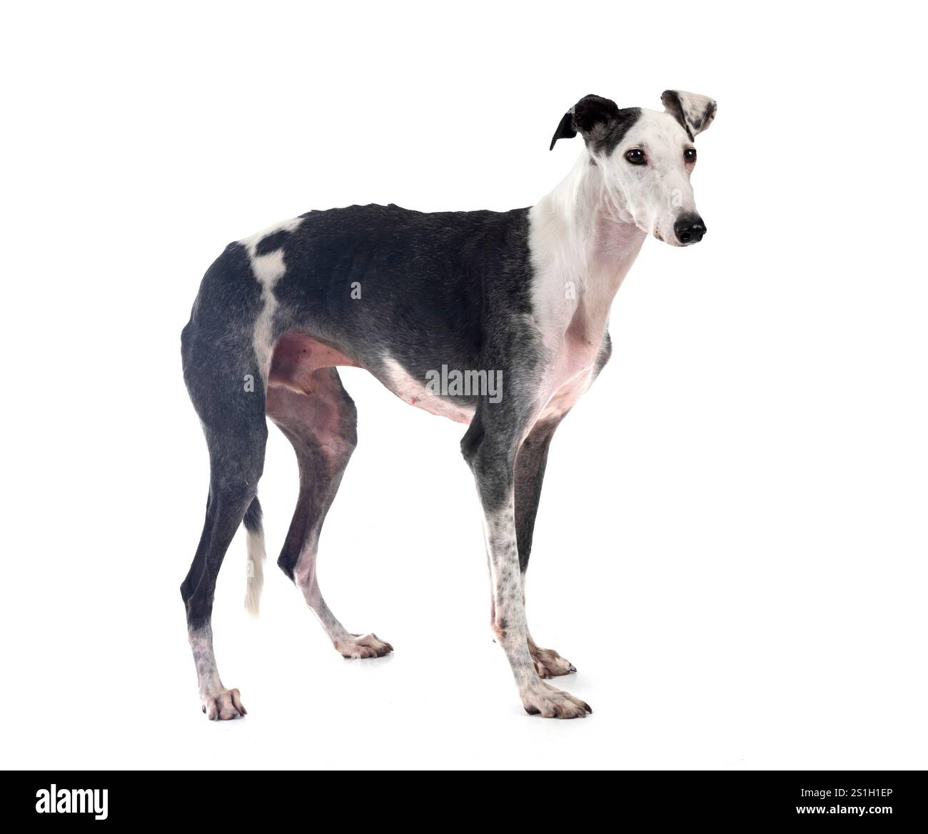 Galgo Espanol in front of white background Stock Photo - Alamy