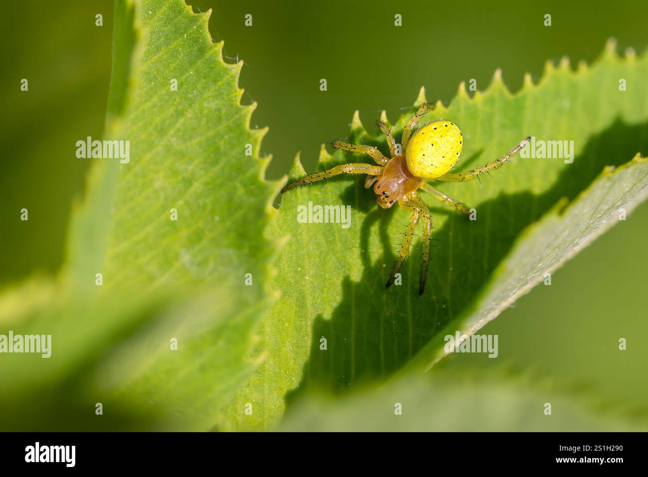 Cucumber Green Spider - Araniella cucurbitina, beautiful small colored ...