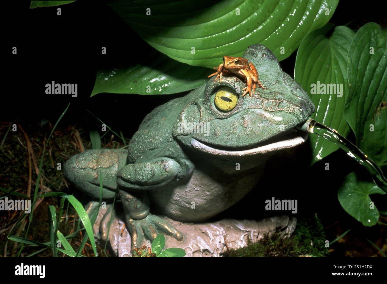 Frog on frog statue Stock Photo - Alamy