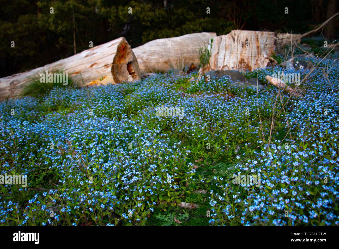 Flower Field, Tasmania, Australia Stock Photo - Alamy