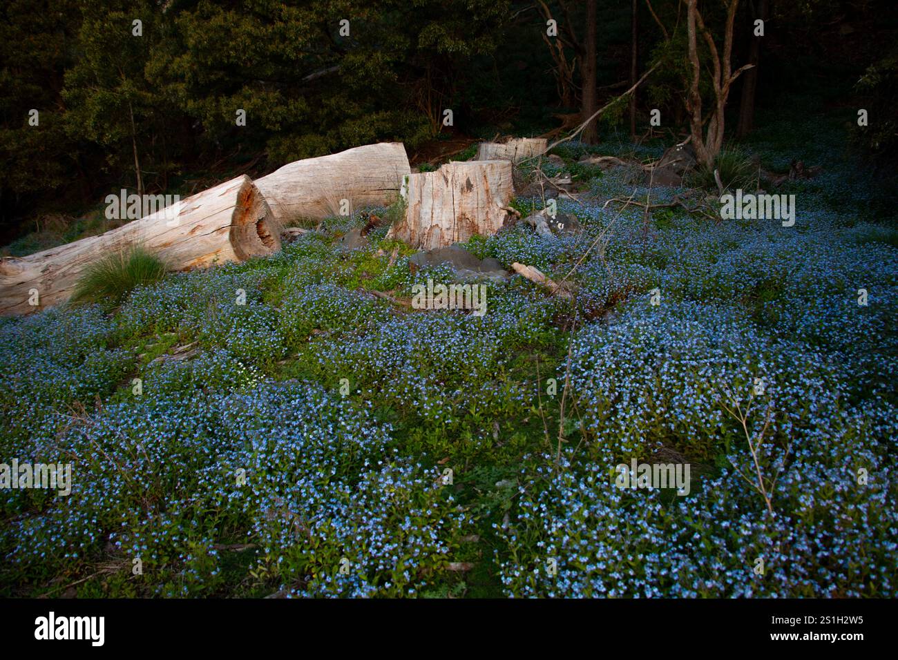Flower Field, Tasmania, Australia Stock Photo - Alamy