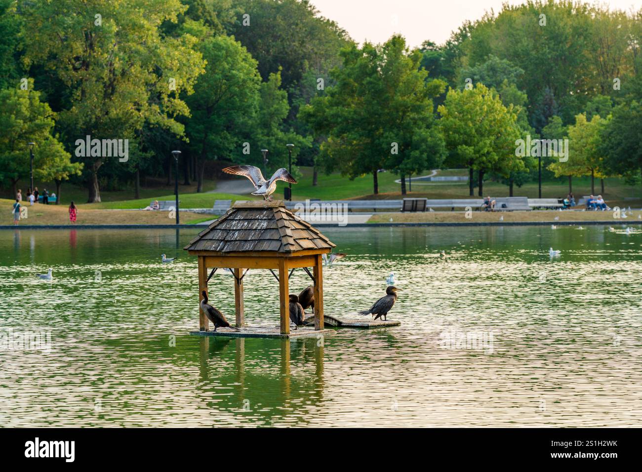 Mount Royal Park ( Parc du Mont-Royal ) Beaver Lake in summer sunset ...