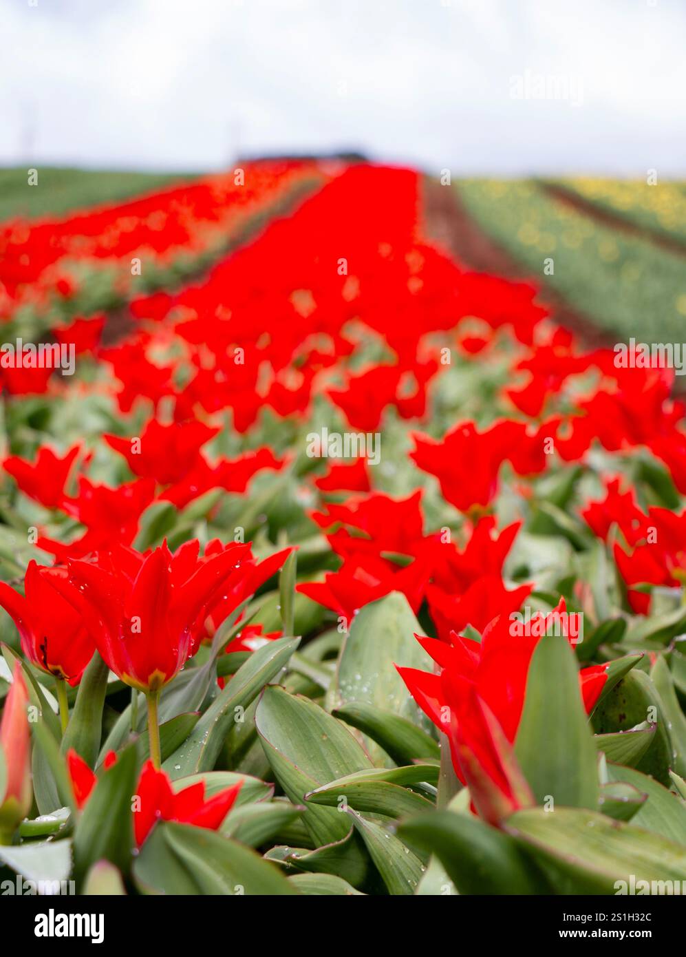 Table Cape Tulip Farm, Tasmania Stock Photo - Alamy