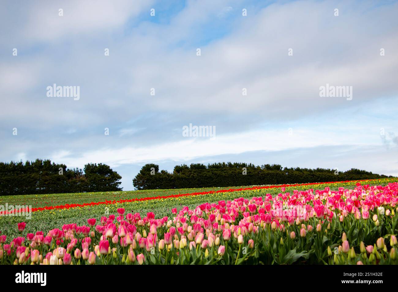 Table Cape Tulip Farm, Tasmania Stock Photo - Alamy
