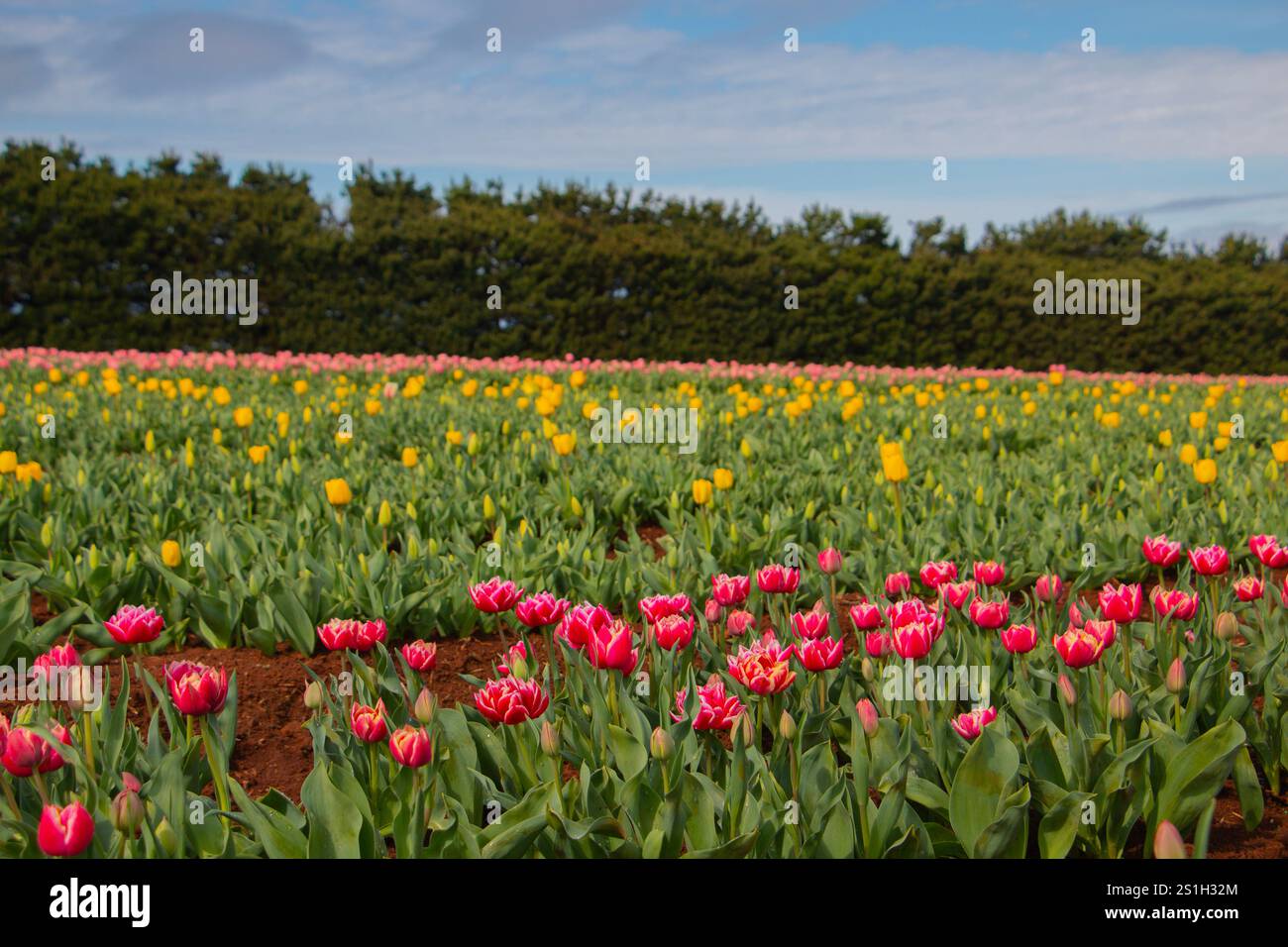 Table Cape Tulip Farm, Tasmania Stock Photo - Alamy