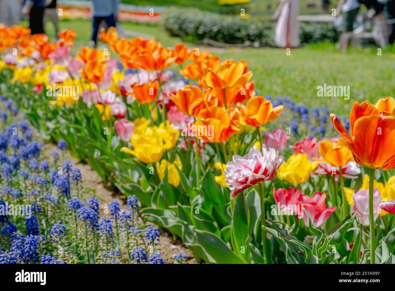 Colorful Tulips far and close ups in Showa Kinen Park at Tokyo, Japan ...