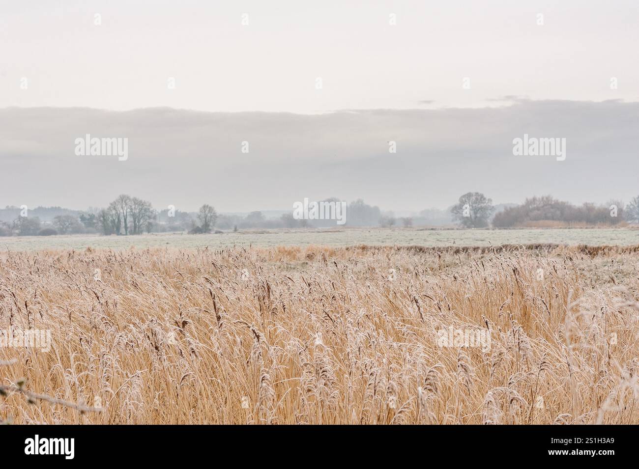 Harbridge, Ringwood, Hampshire, England, UK, 4th January 2025, Weather ...