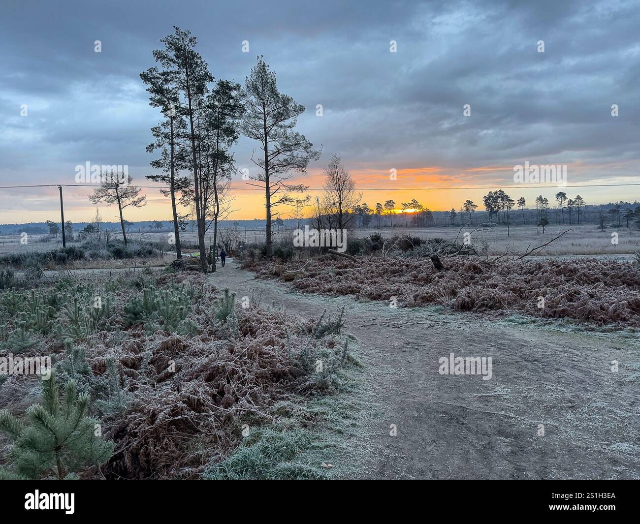 Godalming, UK. 04th Jan, 2025. Thursley Common, Elstead. 04th January ...