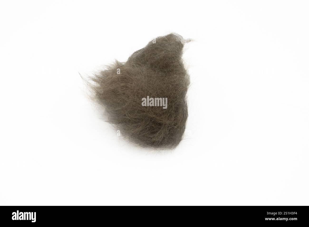 Cat fur tuft on white background Stock Photo - Alamy