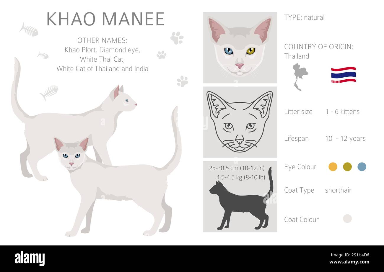 Khao Manee Cat clipart. All coat colors set. All cat breeds ...