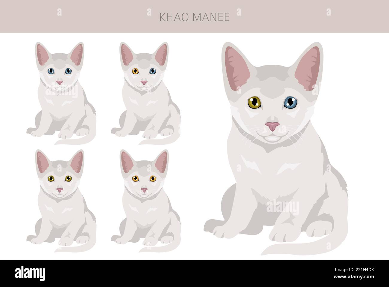 Khao Manee Cat clipart. All coat colors set. All cat breeds ...