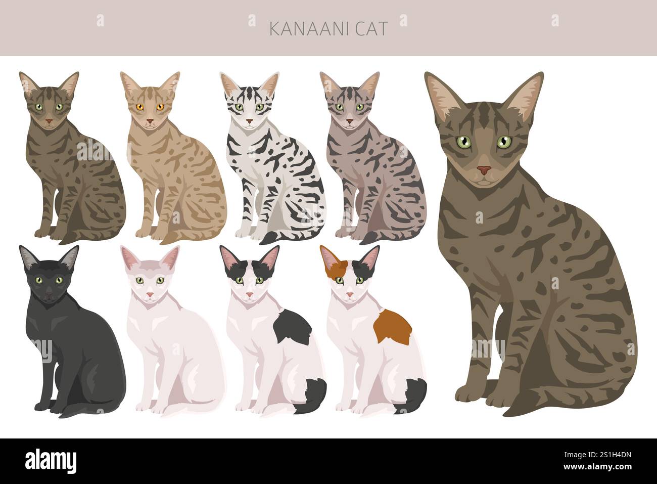 Kanaani Cat clipart. All coat colors set. All cat breeds ...