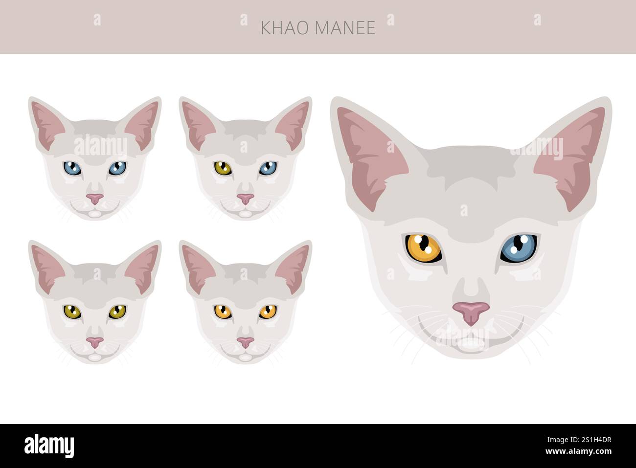 Khao Manee Cat clipart. All coat colors set. All cat breeds ...