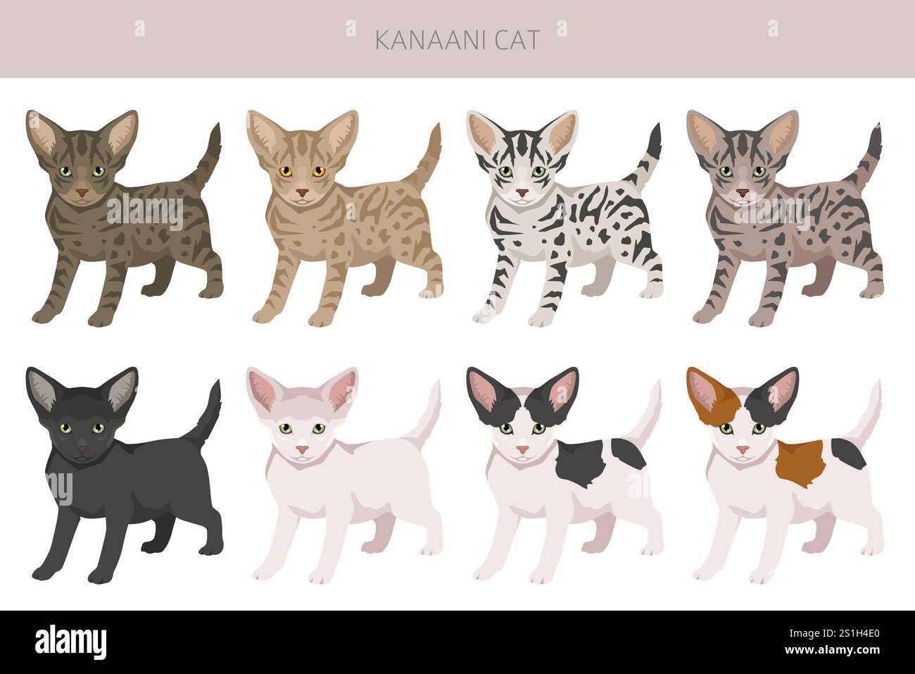 Kanaani Cat clipart. All coat colors set. All cat breeds ...