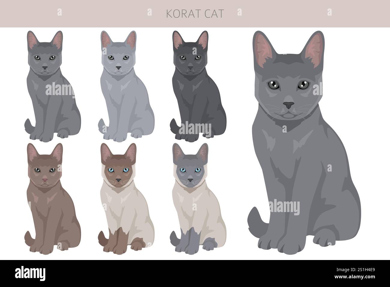 Korat Cat clipart. All coat colors set. All cat breeds characteristics ...