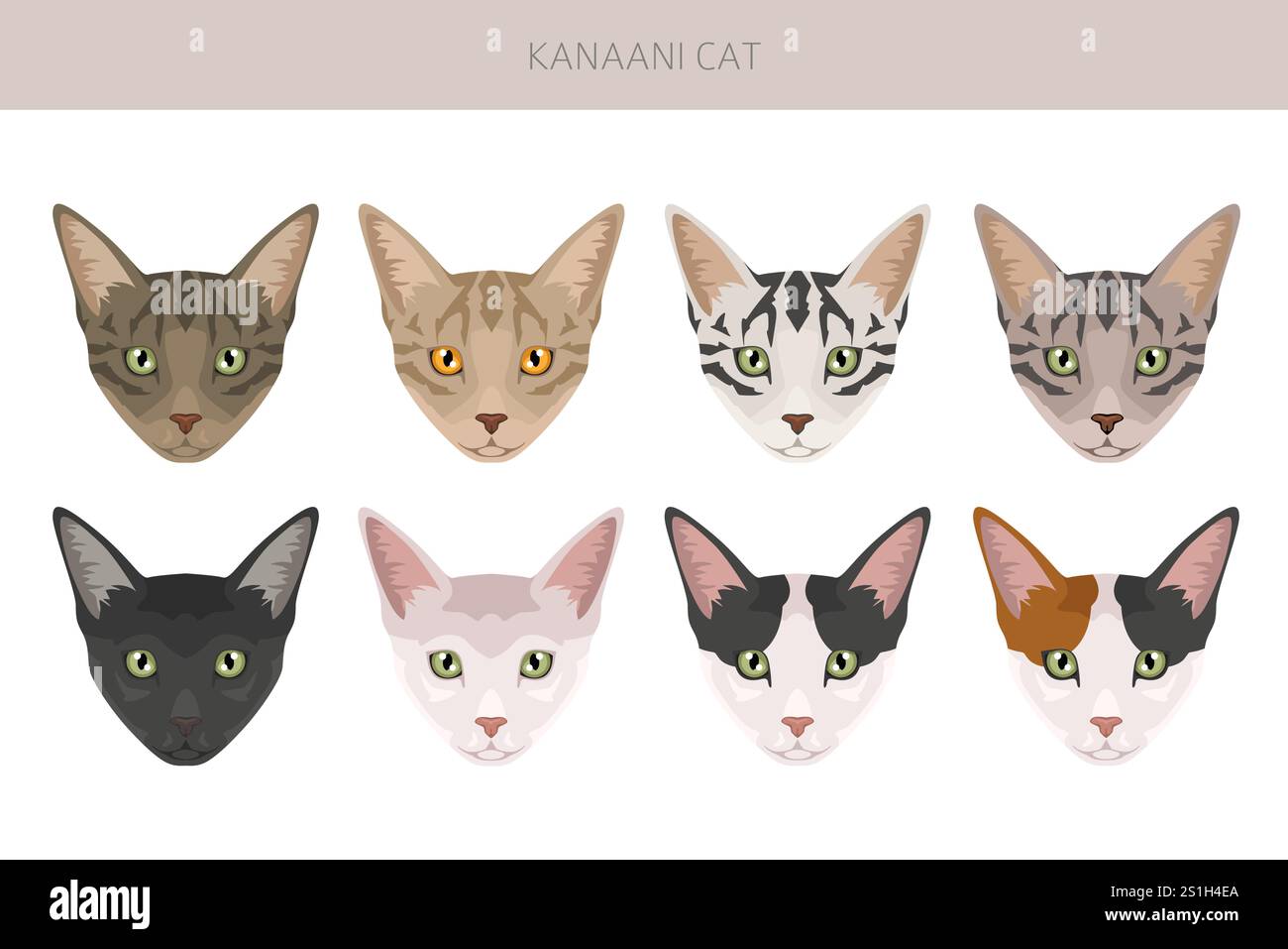 Kanaani Cat clipart. All coat colors set. All cat breeds ...