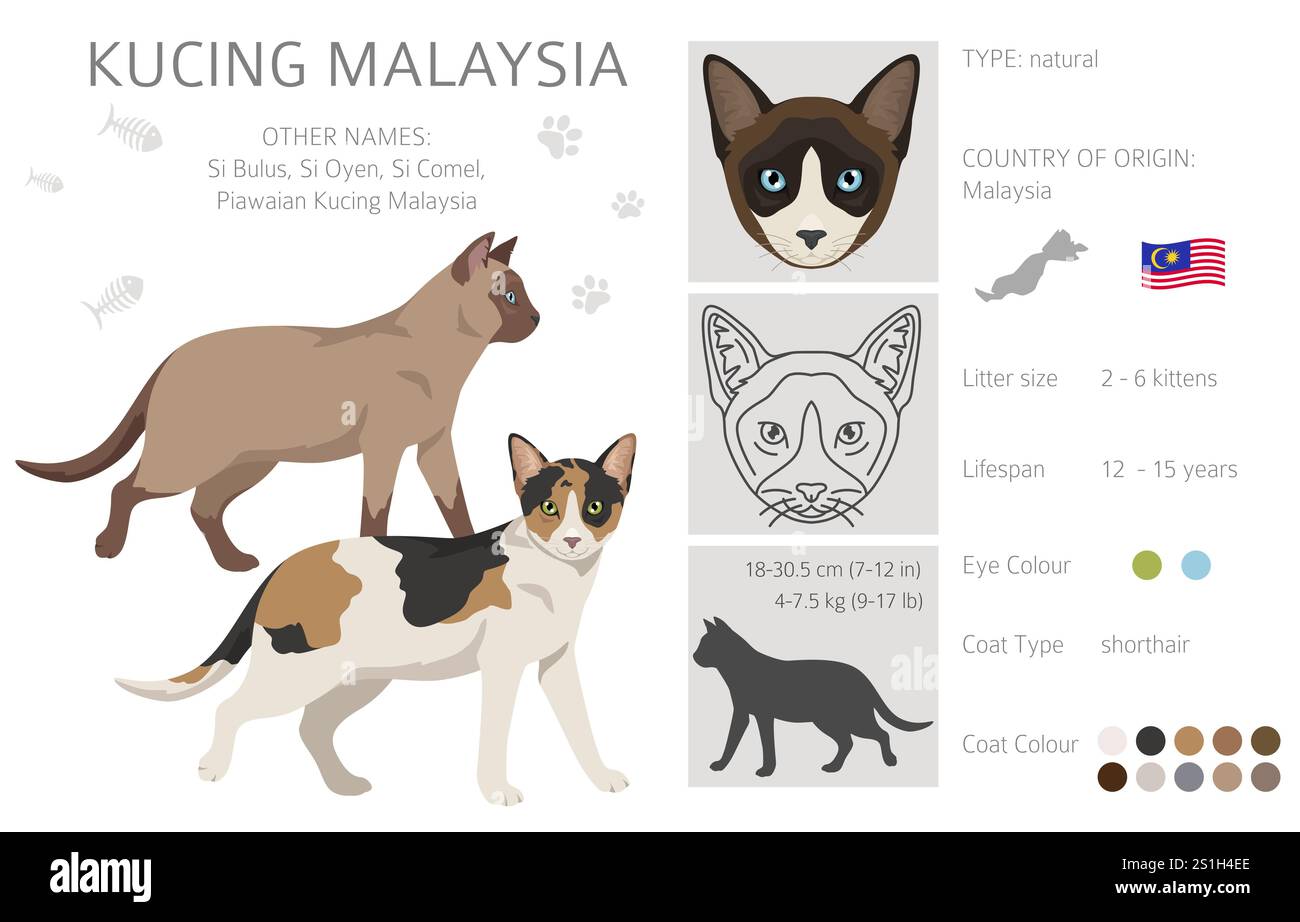 Kucing Malaysia cat clipart. All coat colors set. All cat breeds ...