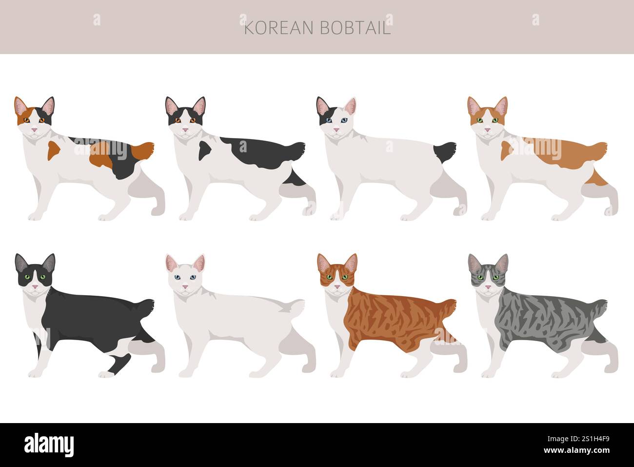 Korean Bobtail Cat clipart. All coat colors set. All cat breeds ...