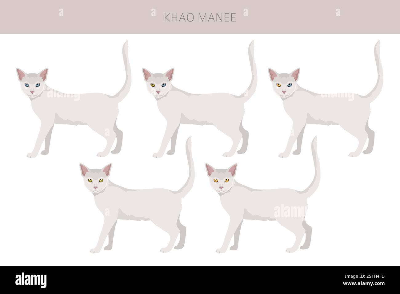 Khao Manee Cat clipart. All coat colors set. All cat breeds ...
