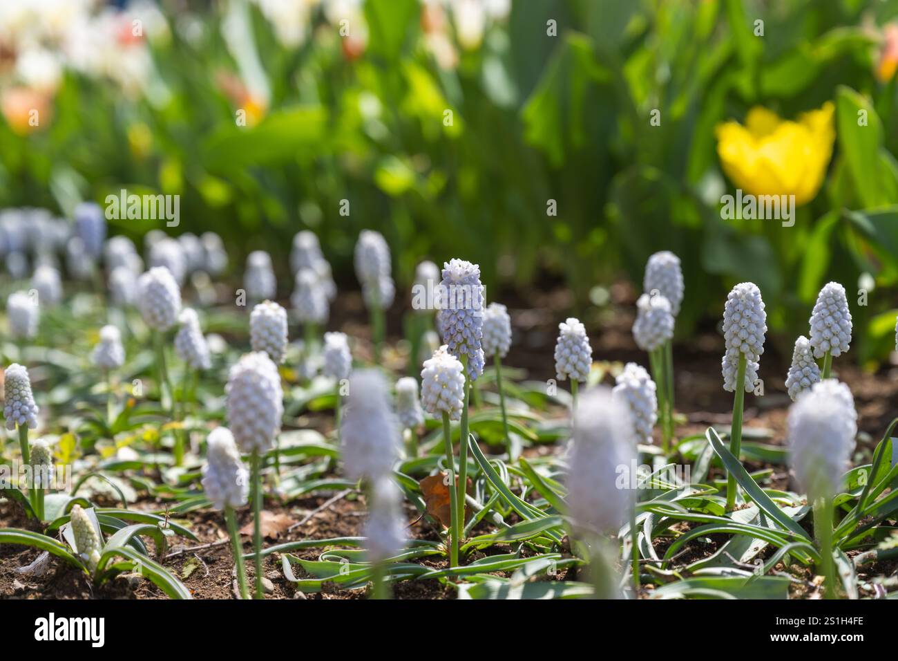 Grape hyacinth field in garden, spring season Stock Photo - Alamy