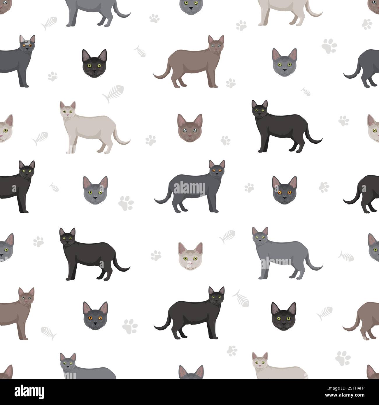 Korat Cat seamless pattern. All coat colors set. All cat breeds ...
