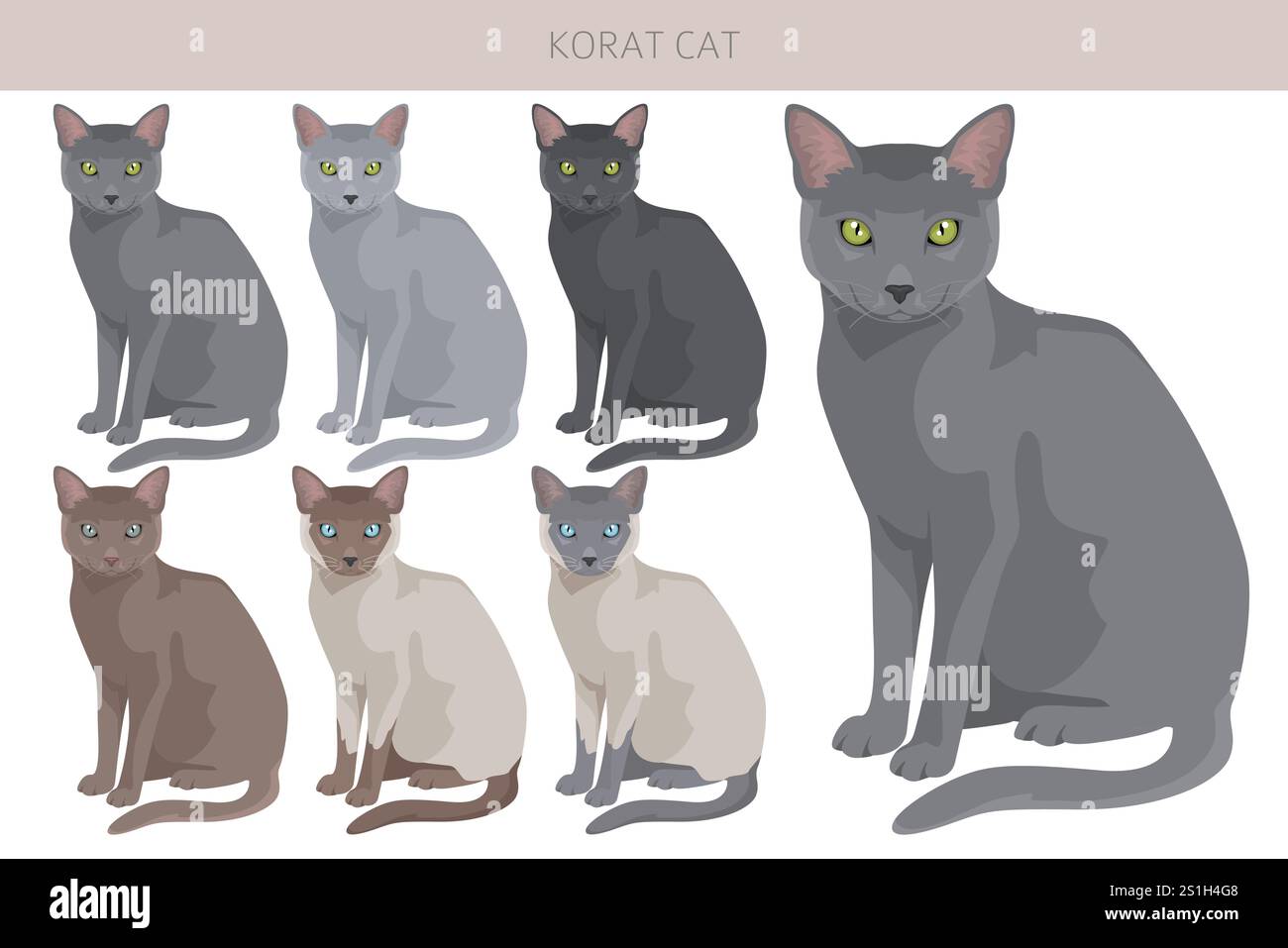 Korat Cat clipart. All coat colors set. All cat breeds characteristics ...