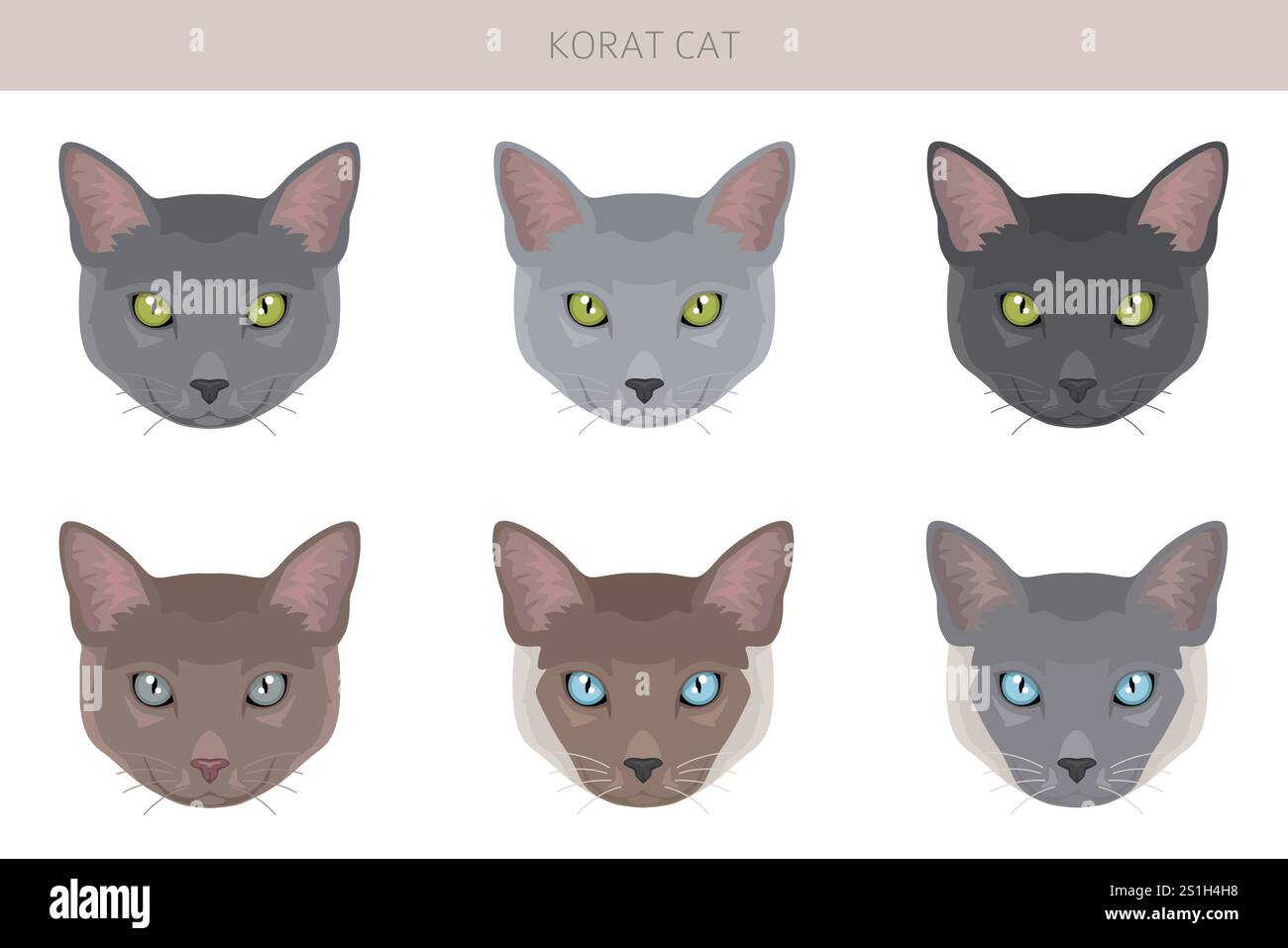 Korat Cat clipart. All coat colors set. All cat breeds characteristics ...