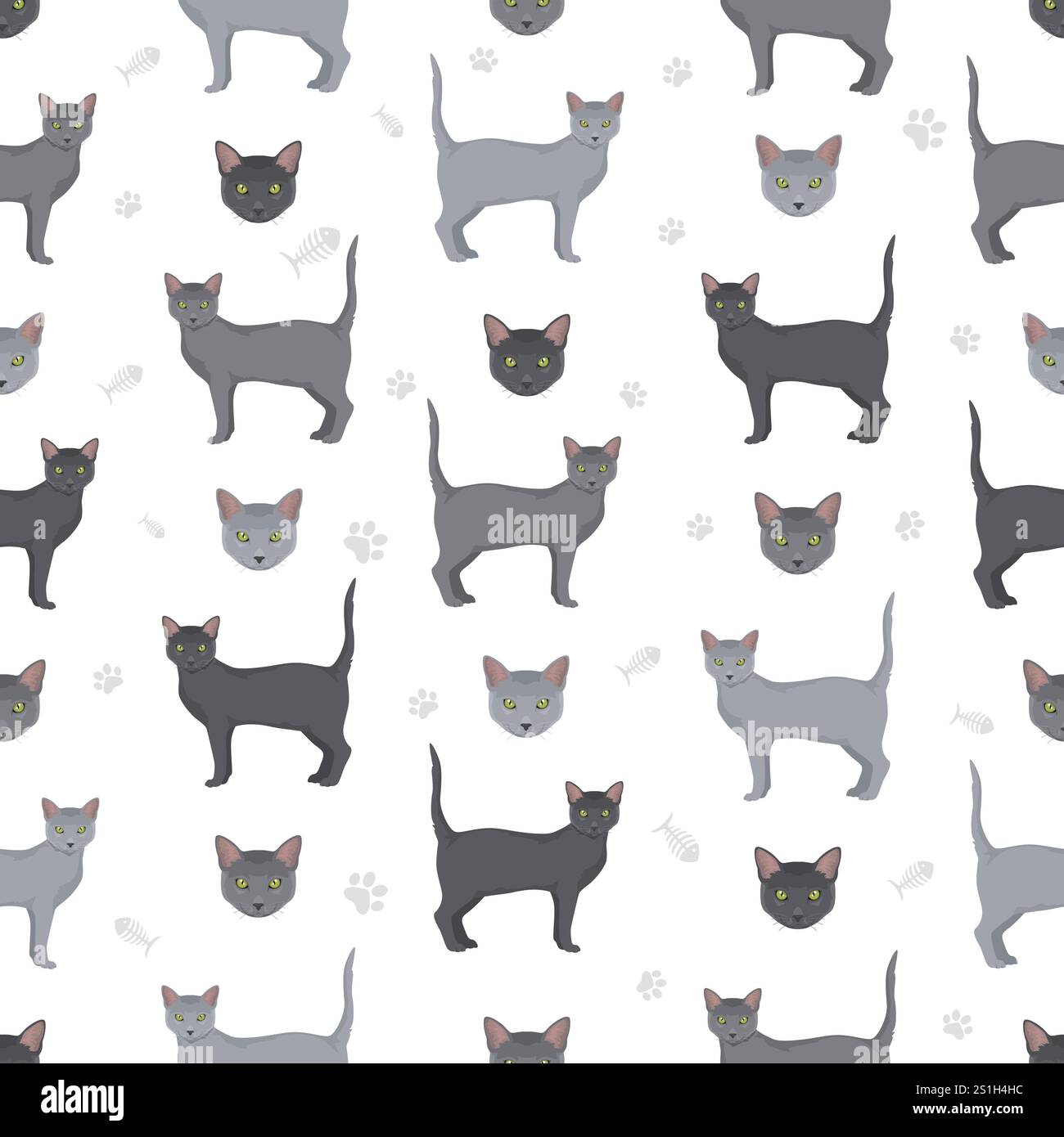 Korat Cat seamless pattern. All coat colors set. All cat breeds ...