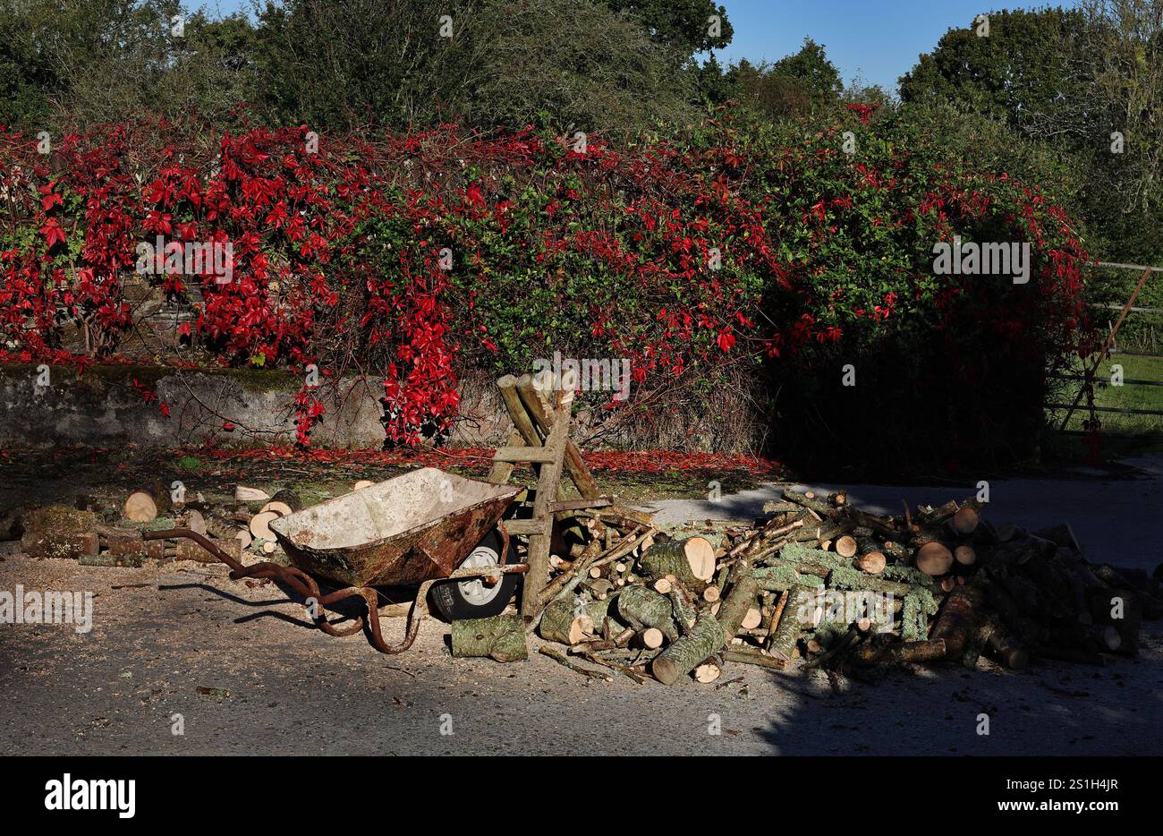 a wheel barrow next to a log pile in a rural setting Stock Photo - Alamy