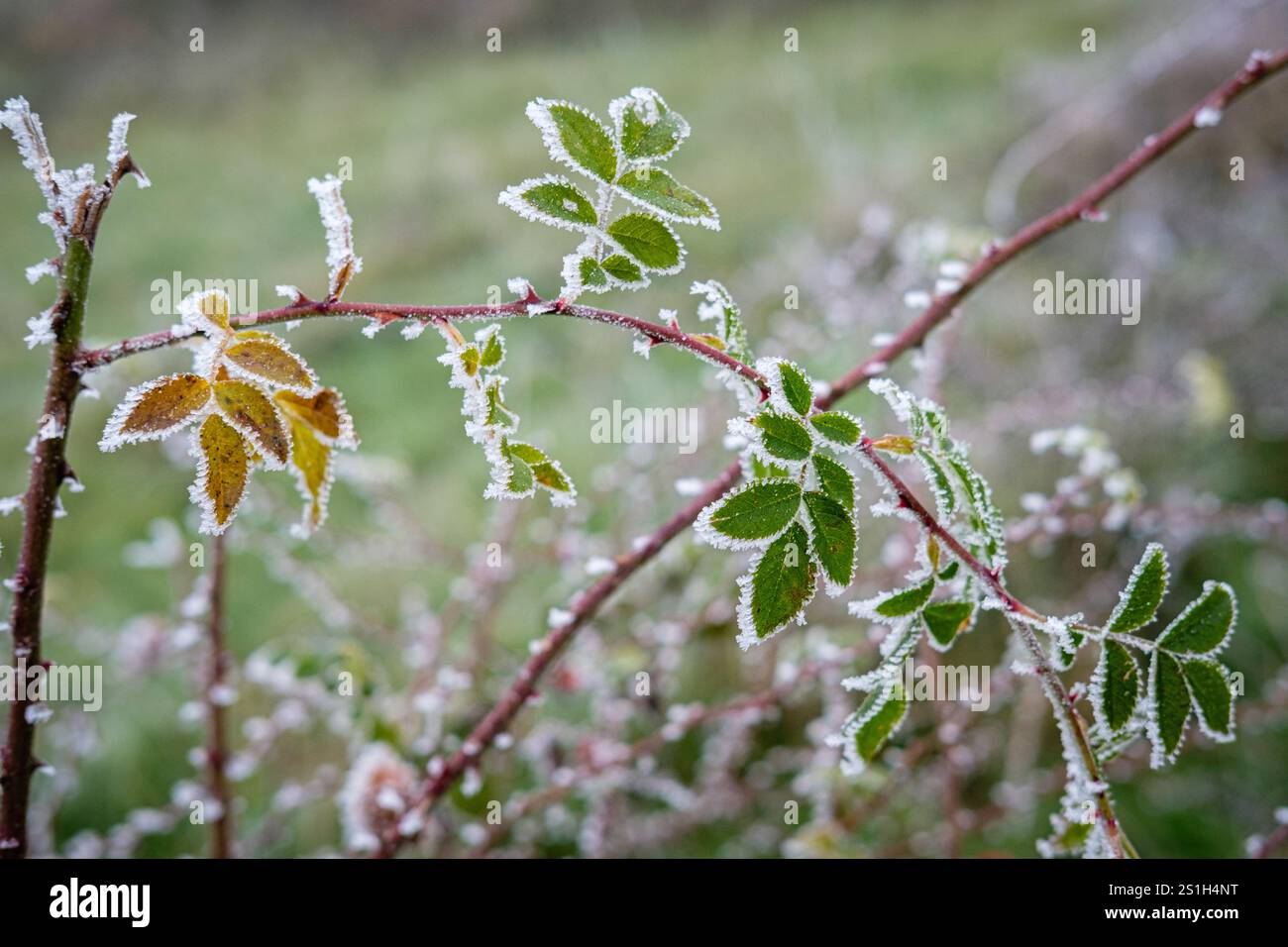 Frost on bramble leaves on a winter's morning Stock Photo - Alamy