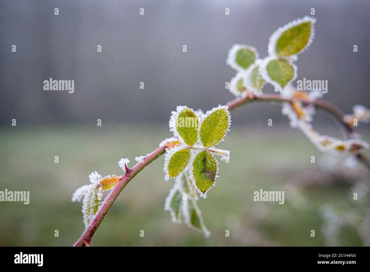 Frost on bramble leaves on a winter's morning Stock Photo - Alamy