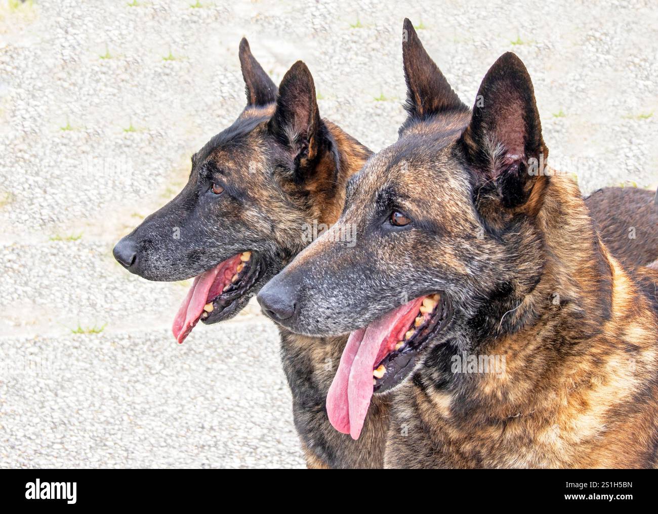 Two german shepherds hi-res stock photography and images - Alamy