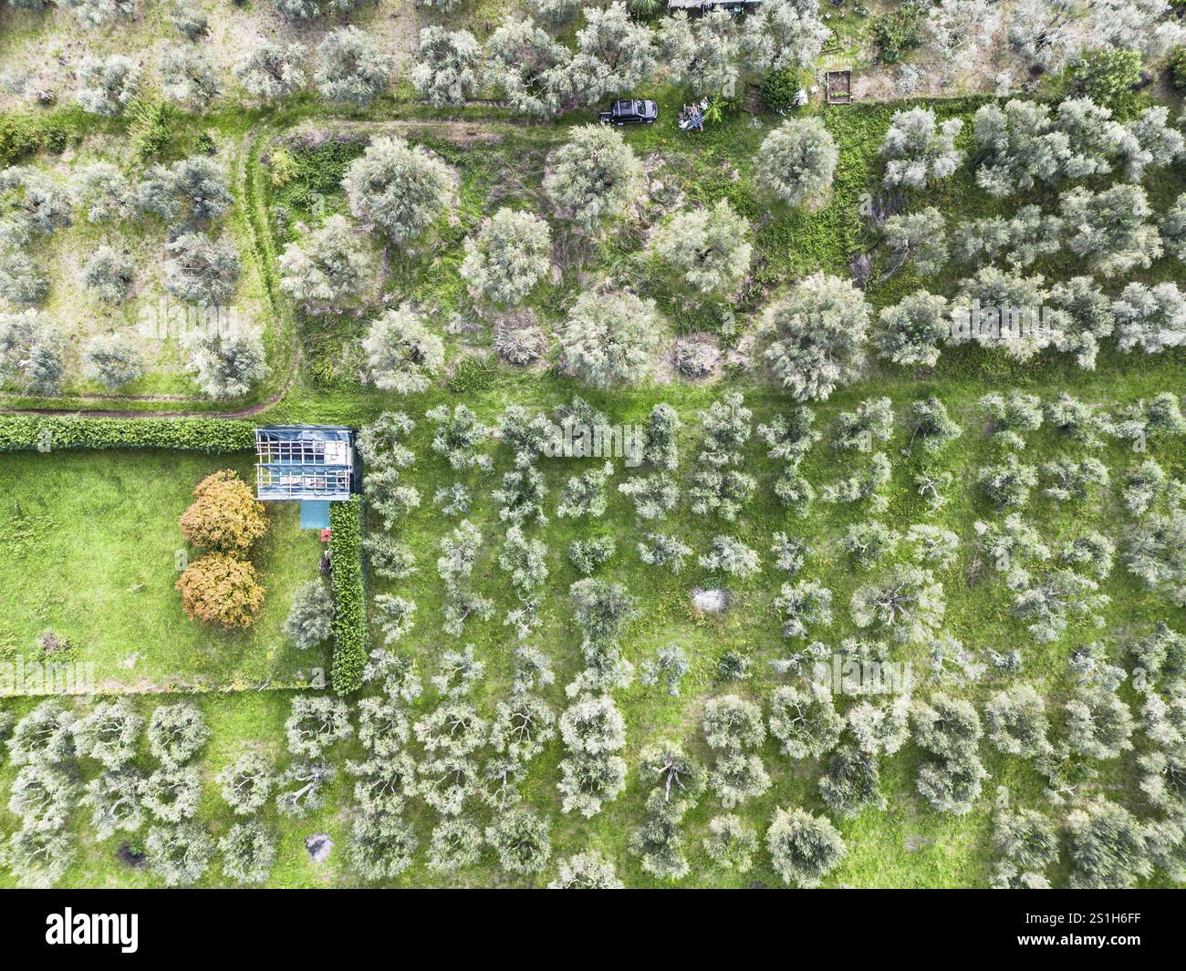 Olive grove seen from above, with service structures, hedges delimiting ...
