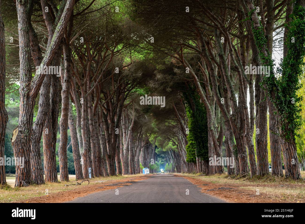 Serene Cypress Tree Lined Pathway in Pisa, Italy Stock Photo - Alamy