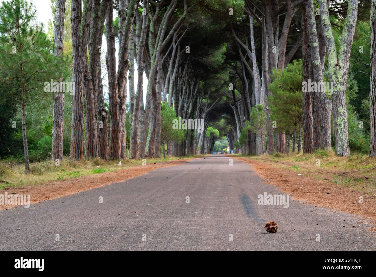 Scenic Pine Tree Alley in Pisa, Italy Stock Photo - Alamy