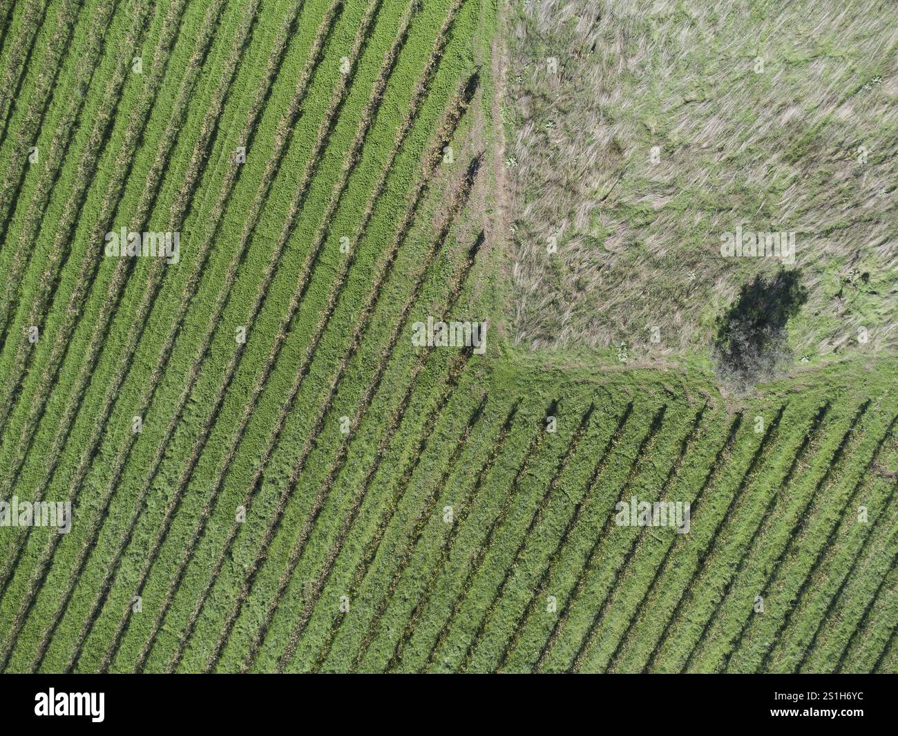 Geometries of farmland seen from above Stock Photo - Alamy
