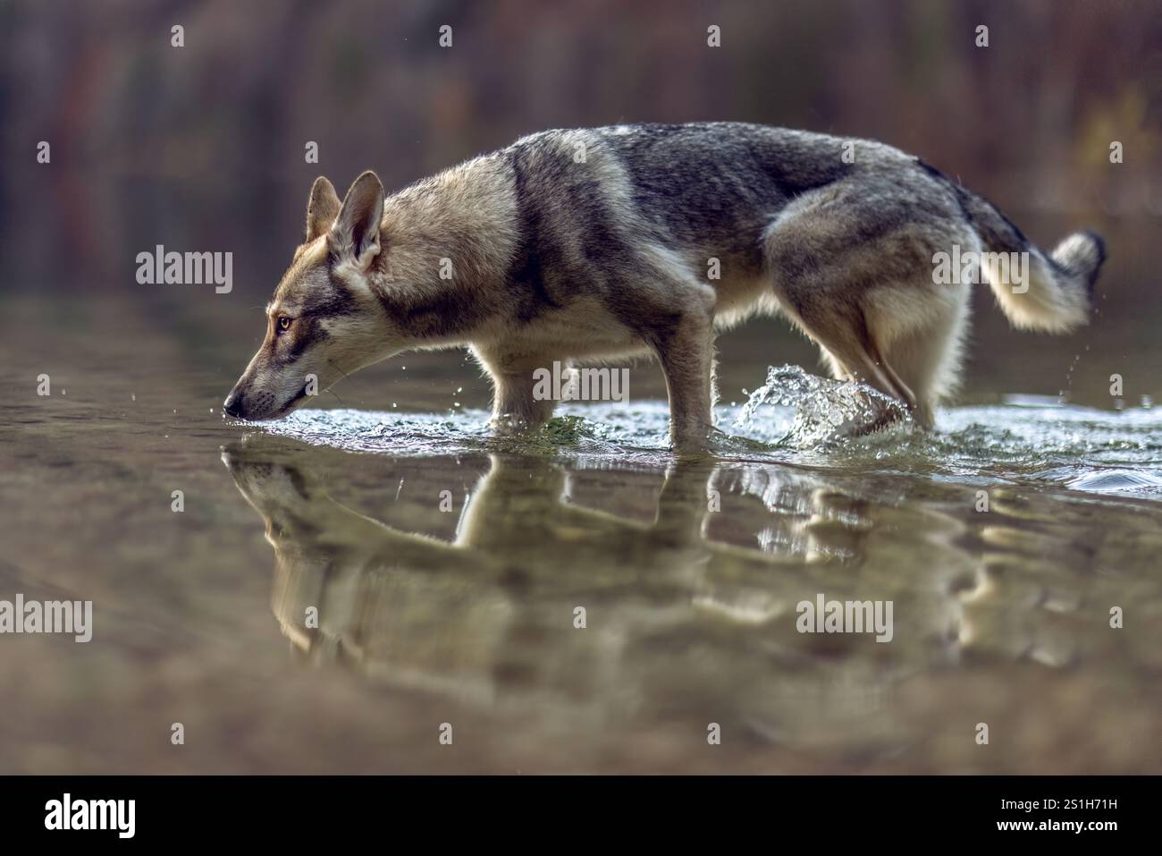 Wolf dog hybrid walking hi-res stock photography and images - Alamy