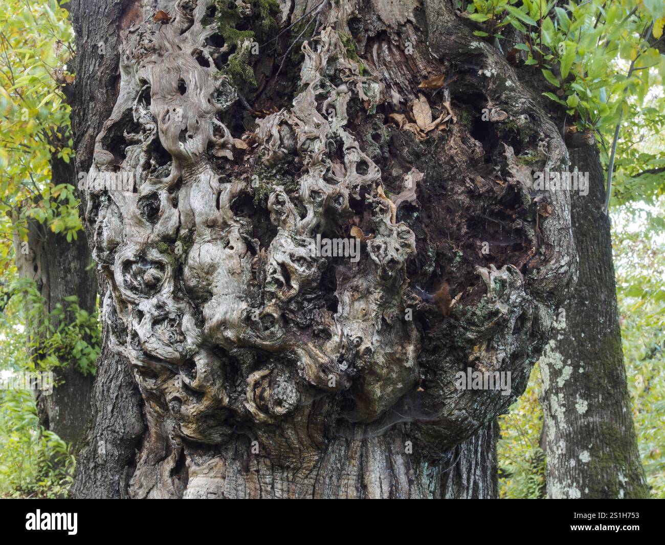 Trunk of an old chestnut tree Stock Photo - Alamy