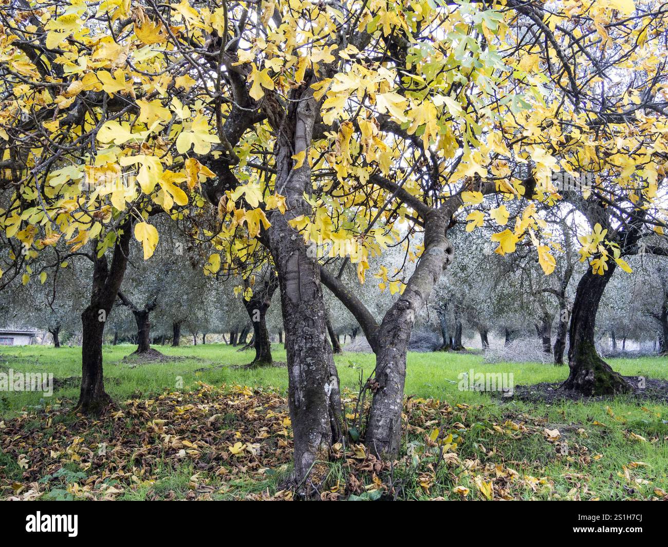 At fig olive hi-res stock photography and images - Alamy