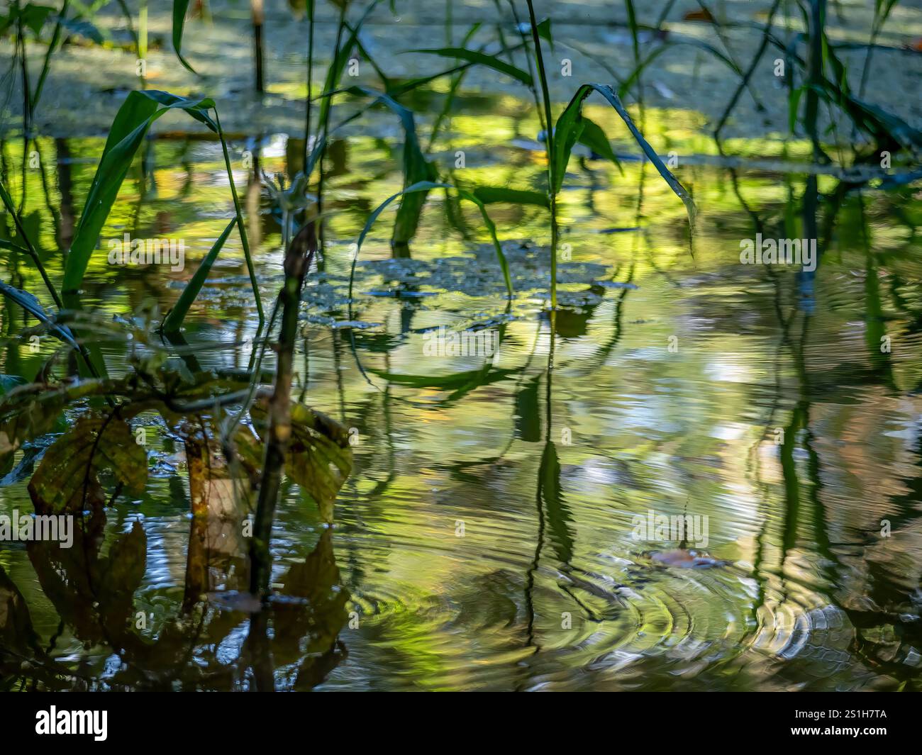 West Indian marsh grass (Hymenachne amplexicaulis) in a tributary of ...