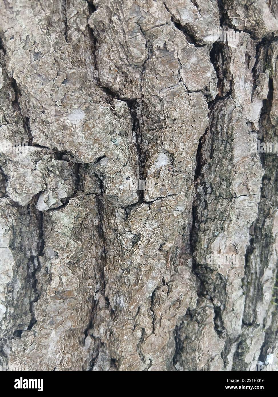 Tree bark. Texture of tree bark. Tree bark close-up. Bark background ...
