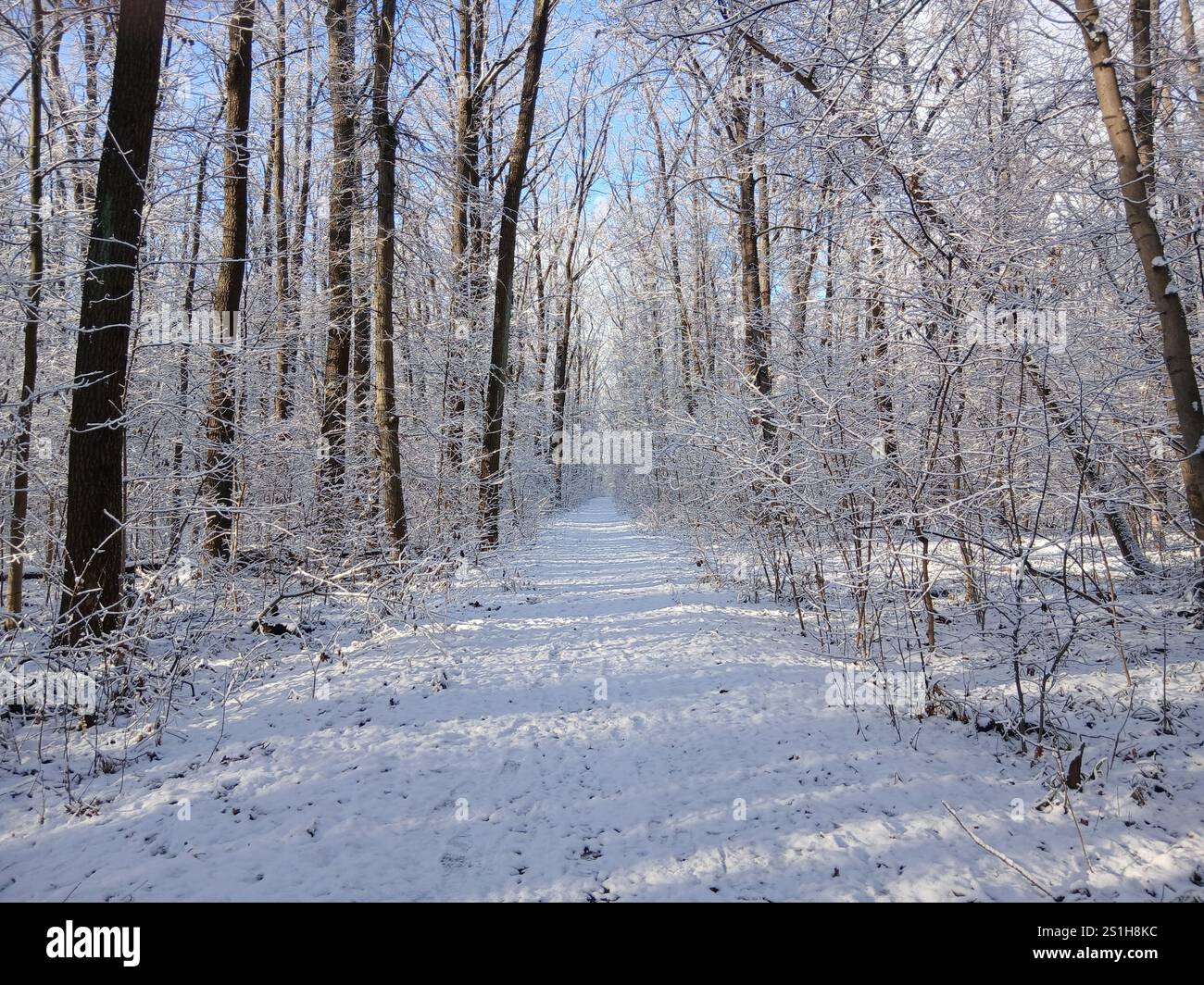 Winter forest. Path through snowy forest. Morning in winter forest ...